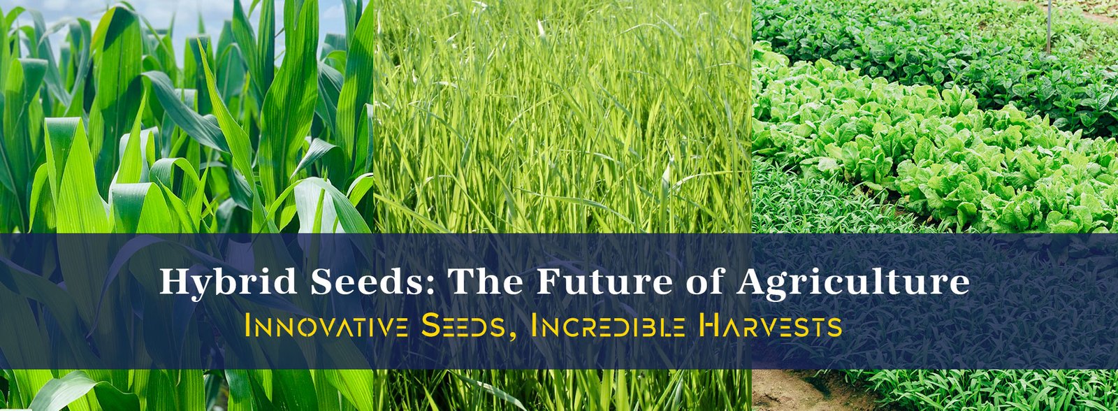 Home Page |Uttam Hybrid Seeds